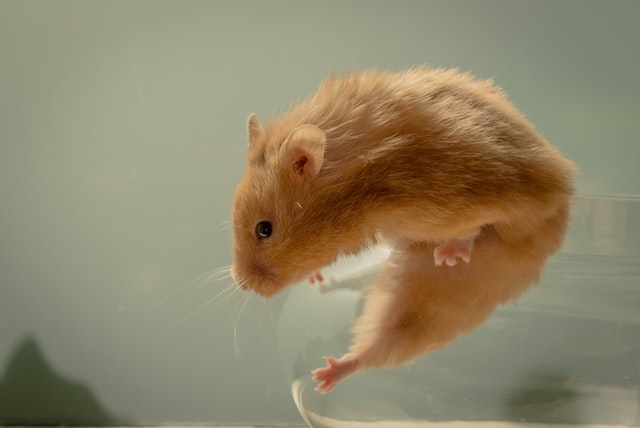7 Best Small Pets For Kids That Are Easy to Keep - MomsCove